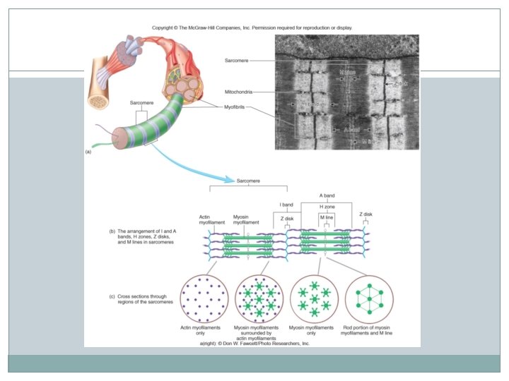 Chapter 9 MUSCULAR SYSTEM Functions of the Muscular