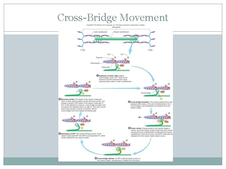 Chapter 9 MUSCULAR SYSTEM Functions of the Muscular