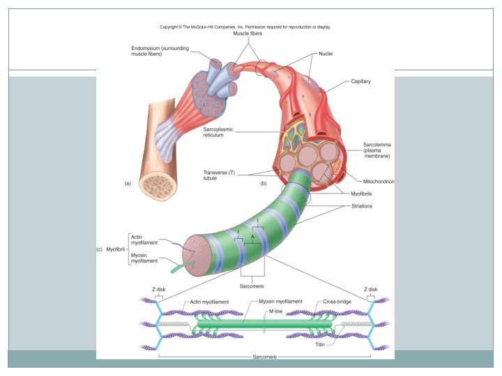Chapter 9 MUSCULAR SYSTEM Functions of the Muscular