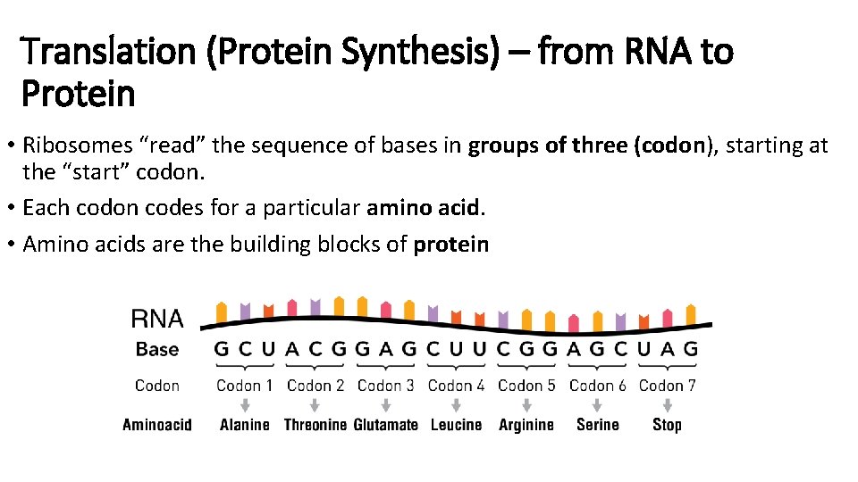 Gene Expression From code to protein The sequence