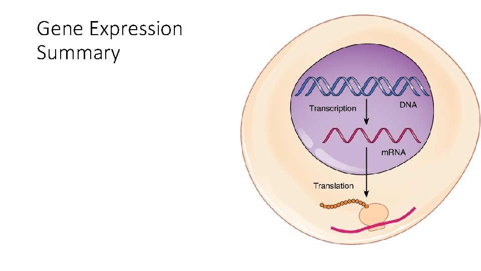 Gene Expression From code to protein The sequence
