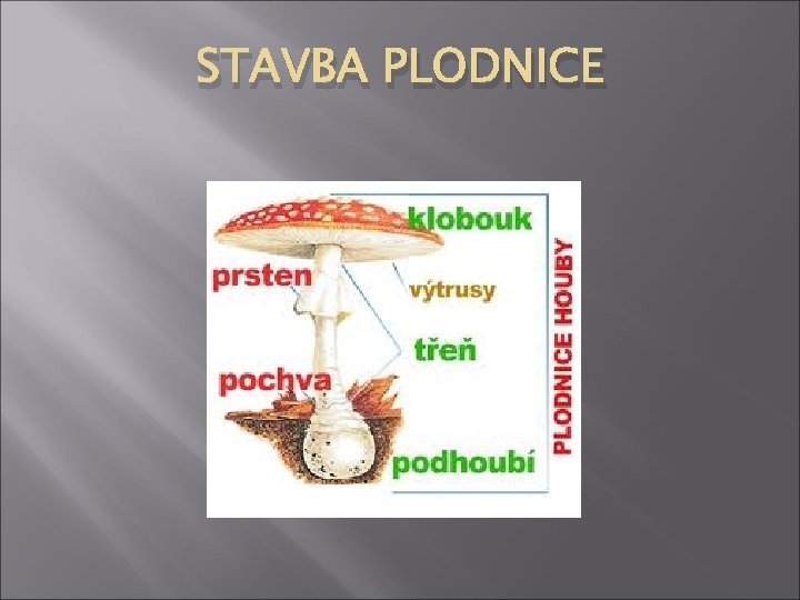VY HOUBY VY HOUBY Maj sloitj stavbu tla