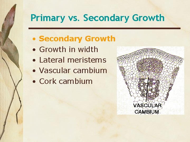 Plant Form Function Plant Anatomy AP Biology Tissues
