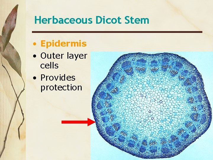 Plant Form Function Plant Anatomy AP Biology Tissues