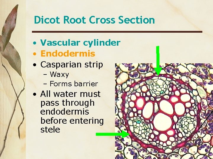 Plant Form Function Plant Anatomy AP Biology Tissues