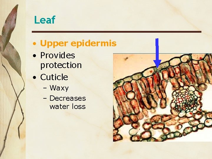 Plant Form Function Plant Anatomy AP Biology Tissues