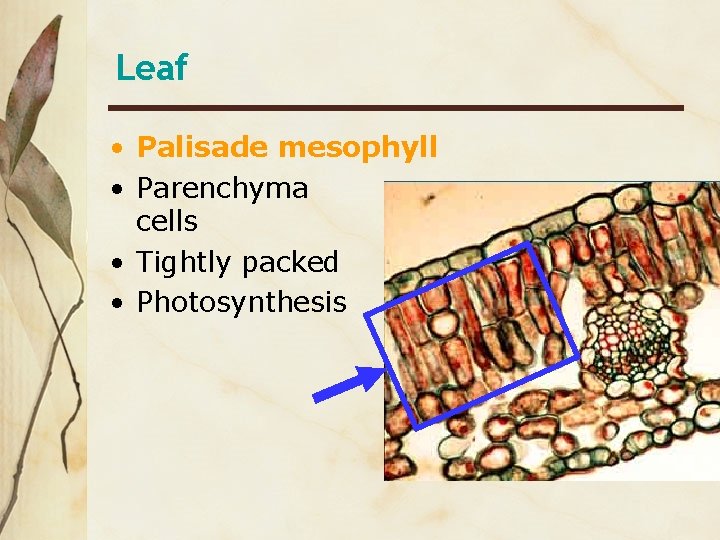 Plant Form Function Plant Anatomy AP Biology Tissues