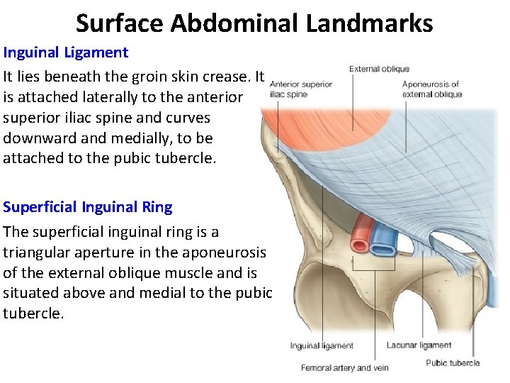 Posterior Abdominal Wall Abdomen Pelvis Perineum Unit Lecture