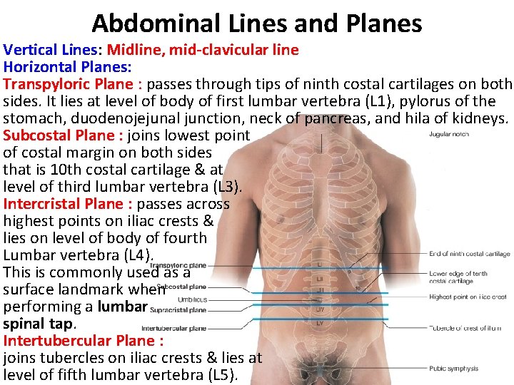 Posterior Abdominal Wall Abdomen Pelvis Perineum Unit Lecture