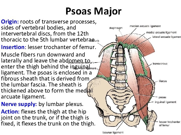 Posterior Abdominal Wall Abdomen Pelvis Perineum Unit Lecture