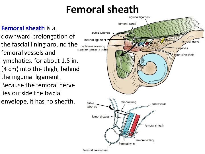 Posterior Abdominal Wall Abdomen Pelvis Perineum Unit Lecture
