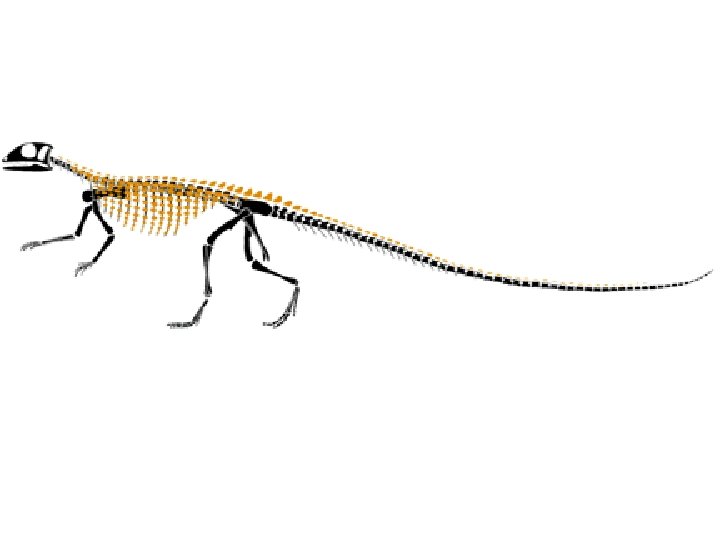 Thyreophora shield bearer Armored dinosaurs diagnosed by the