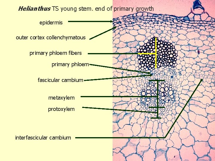 The origin of the secondary plant body and