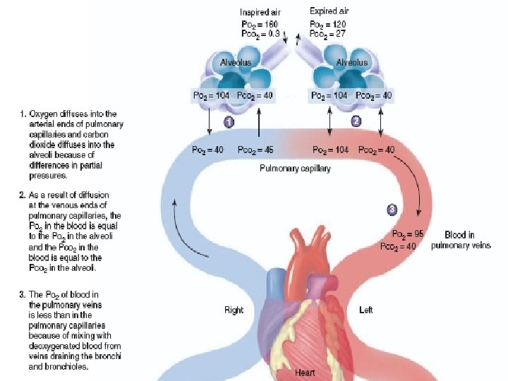 Transport of gases Regulation of respiration Mechanism of