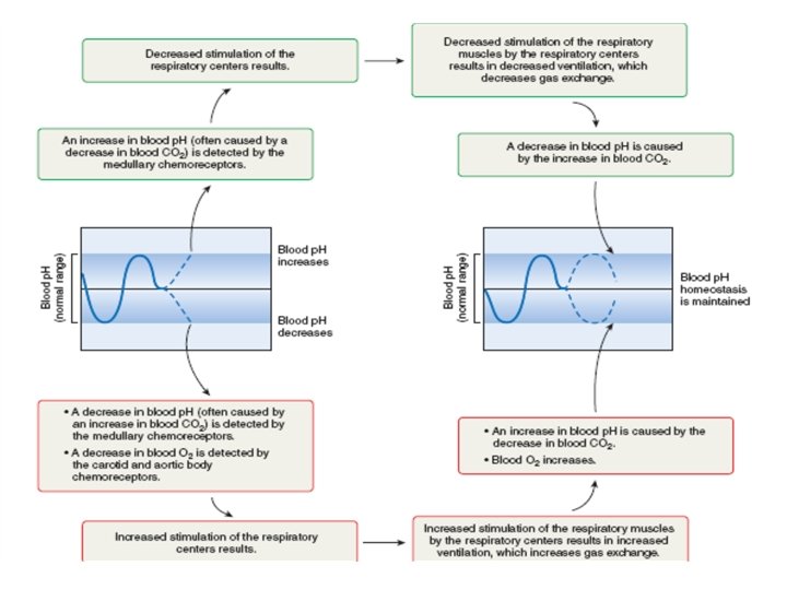 Transport of gases Regulation of respiration Mechanism of