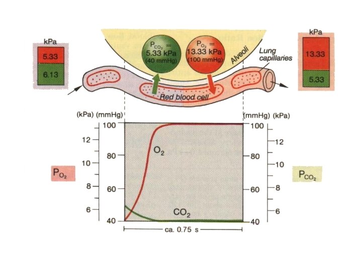 Transport of gases Regulation of respiration Mechanism of
