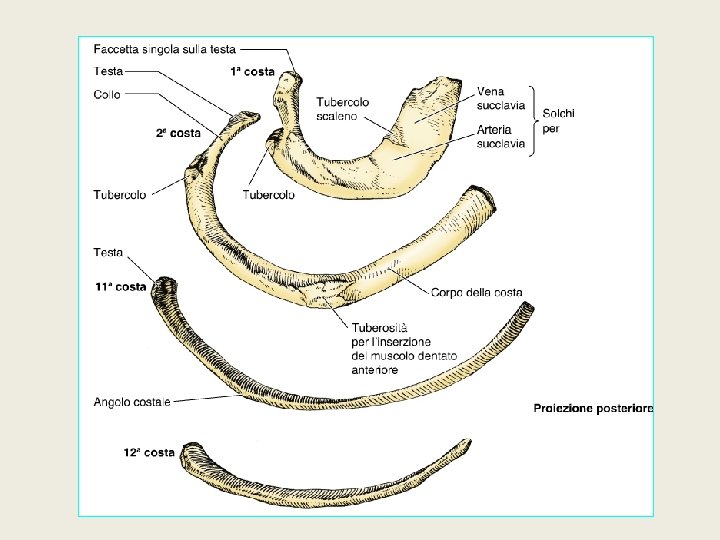 LE OSSA DEL TORACE LE OSSA DEL TORACE