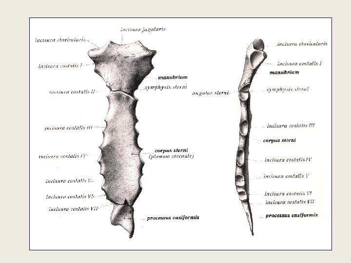 LE OSSA DEL TORACE LE OSSA DEL TORACE