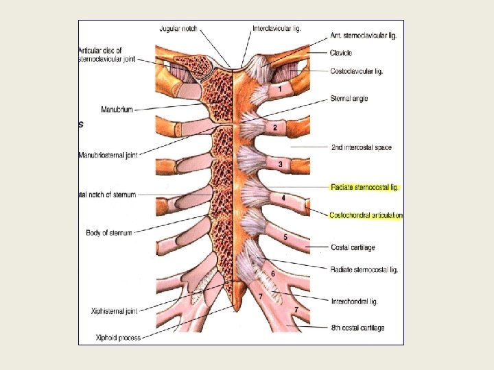 LE OSSA DEL TORACE LE OSSA DEL TORACE