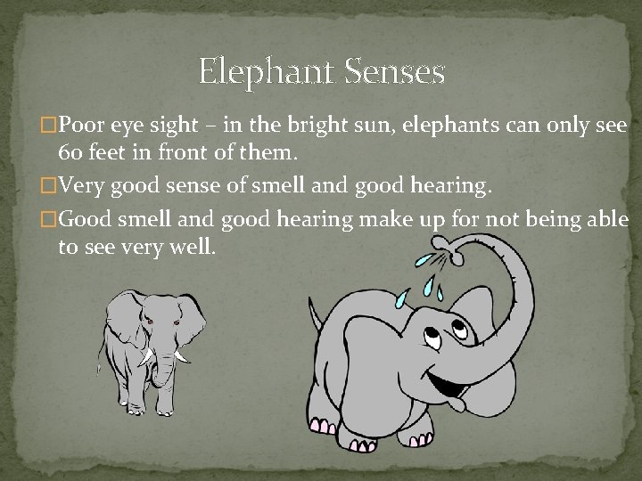 Elephants What do they eat Branches Grass Leaves