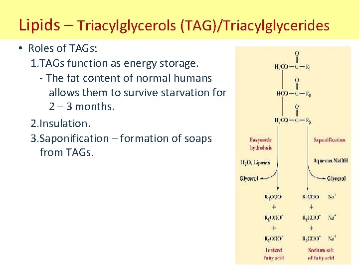 Lecture 13 A Fatty Acids and Lipids Lipids