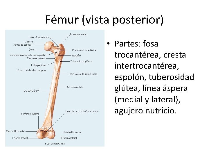 Osteologa y Articulaciones del miembro inferior Richard Escoe