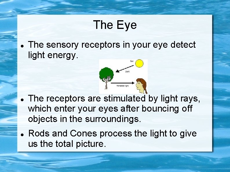 The Eye The sensory receptors in your eye
