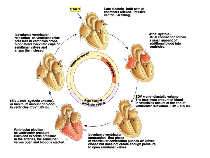 Cardiac Cycle Blood Flow Through Heart Definitions Systole