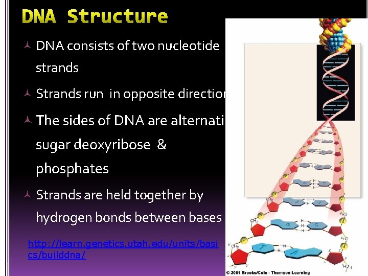 DNA Replication http www youtube comwatch vd 1