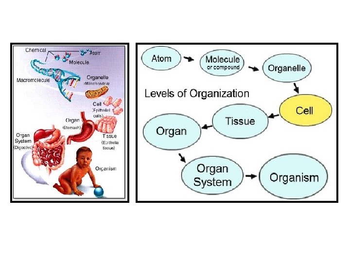 Habitat of living organisms Cold Mountain deciduous forest