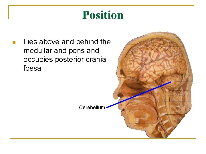 The Cerebellum Position n Lies above and behind