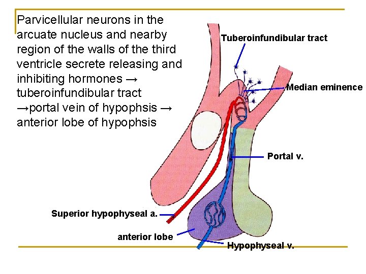 The Cerebellum Position n Lies above and behind