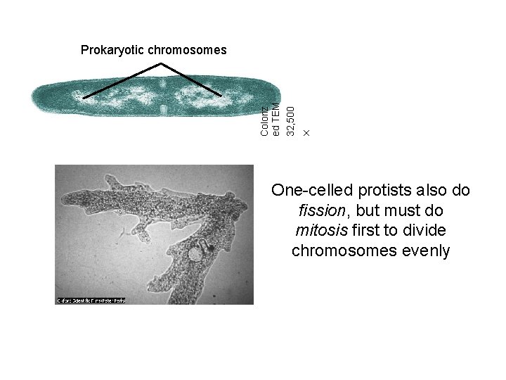 Chapter 8 Cellular Basis of Reproduction and Inheritance