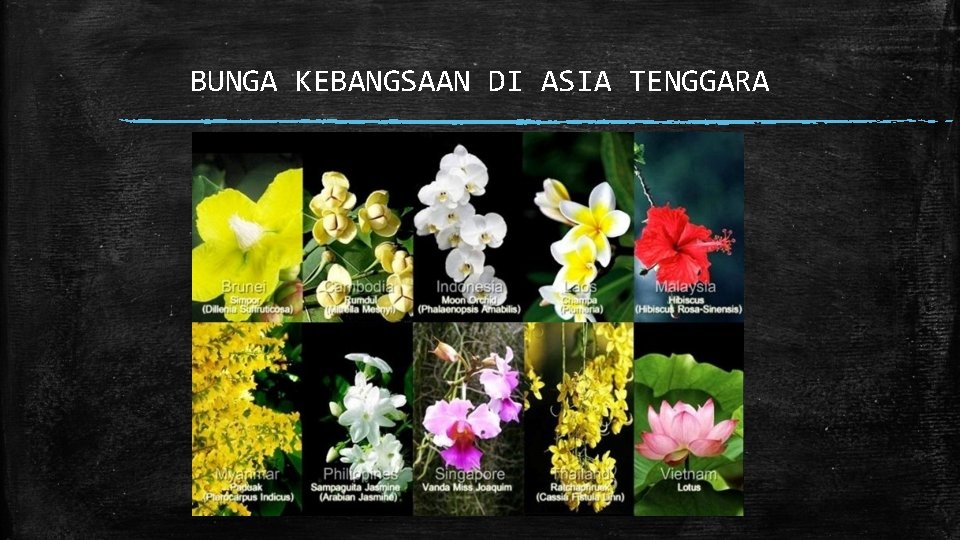 SEJARAH BAHASA MELAYU BAHASA KEBANGSAAN BUNGA KEBANGSAAN DISEDIAKAN