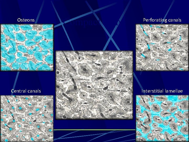 Bone Composition Development 5 functions of bones 1