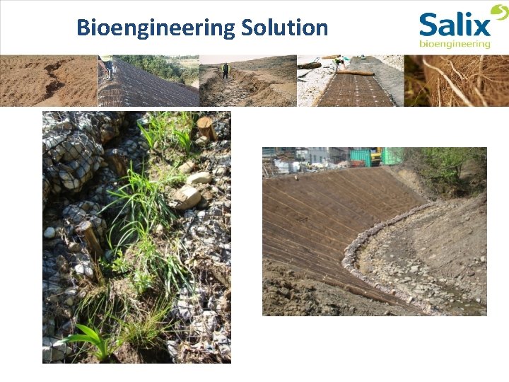 Welcome to Salix Bioengineering the use of vegetation