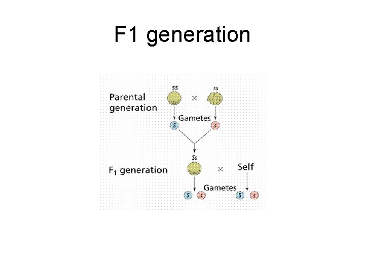 Basics of Heredity Gregor Johann Mendel The founder