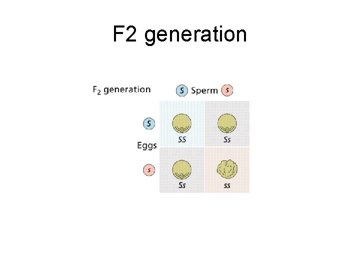 Basics of Heredity Gregor Johann Mendel The founder