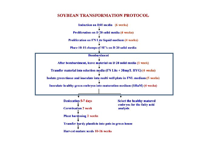 THE STEPS IN SOYBEAN SOMATIC EMBRYO TISSUE CULTURE