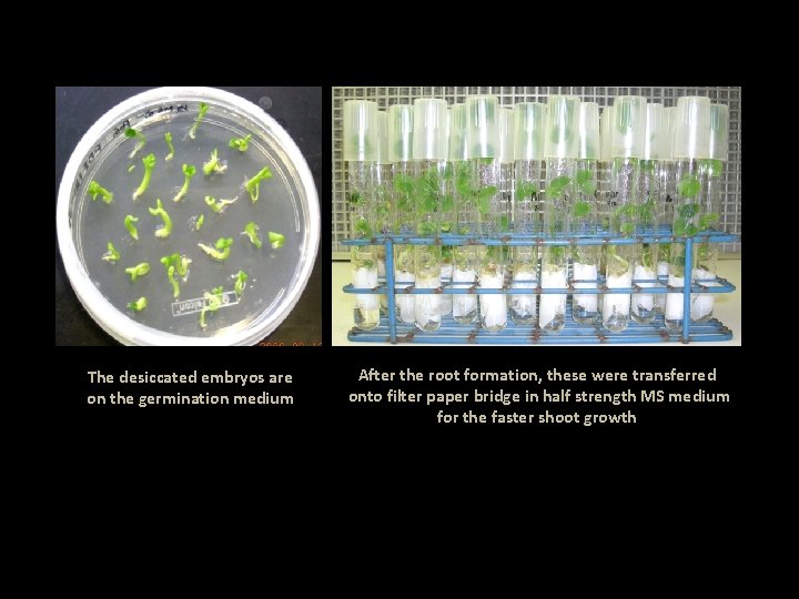 THE STEPS IN SOYBEAN SOMATIC EMBRYO TISSUE CULTURE