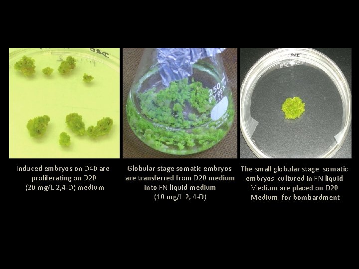 THE STEPS IN SOYBEAN SOMATIC EMBRYO TISSUE CULTURE