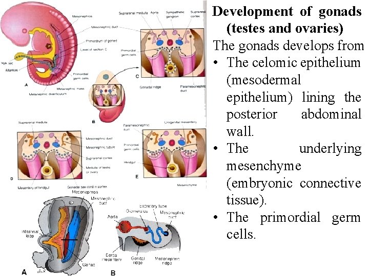 Mahatma Jyotiba Fule College of Veterinary Science and