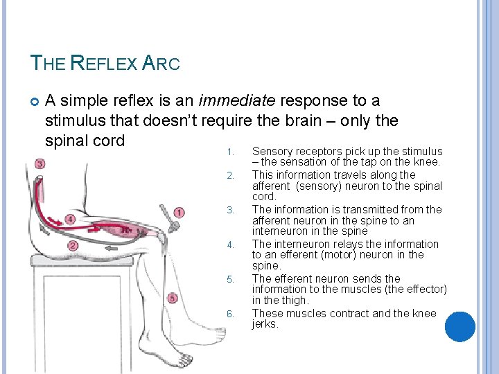 STRUCTURES PROCESSES OF THE NERVOUS SYSTEM Miss Richardson
