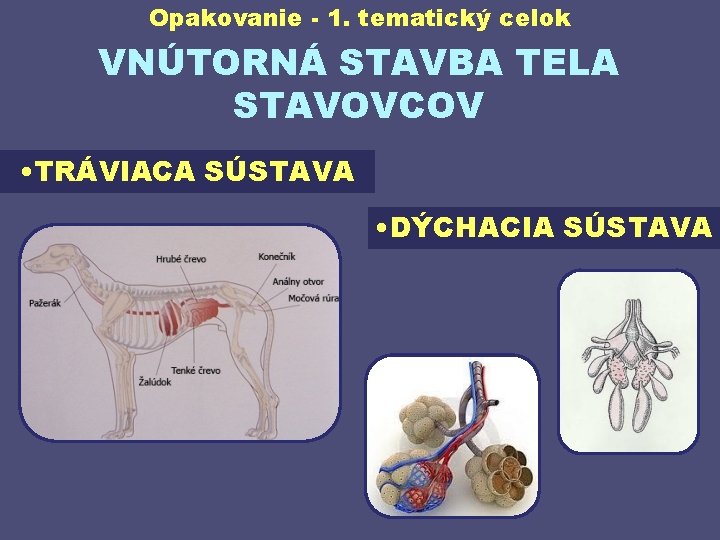 Opakovanie 1 tematick celok VNTORN STAVBA TELA STAVOVCOV
