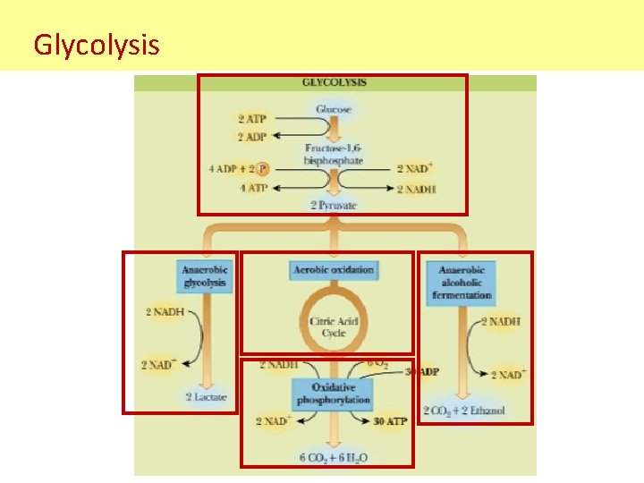Lecture 14 B Glycolysis Kreb Cycle Electron Transport