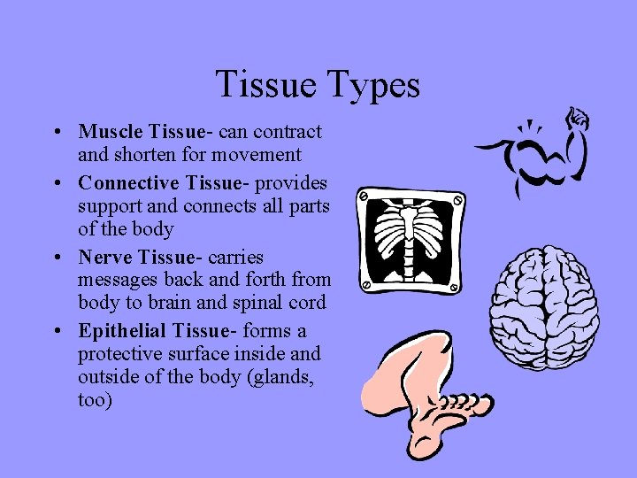 The HUMAN BODY Chapter 30 Digestive and Excretory