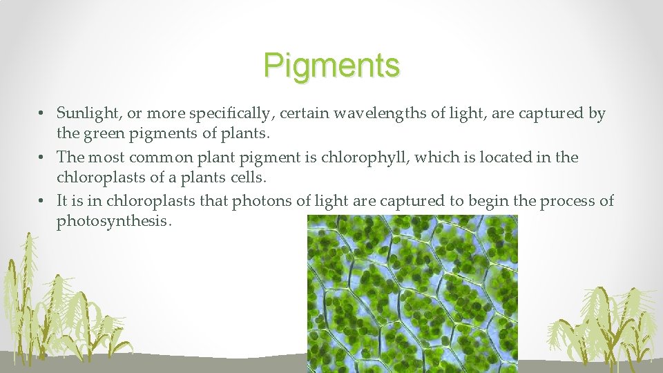 Photosynthesis Subtopic 2 9 Essential Idea Photosynthesis uses