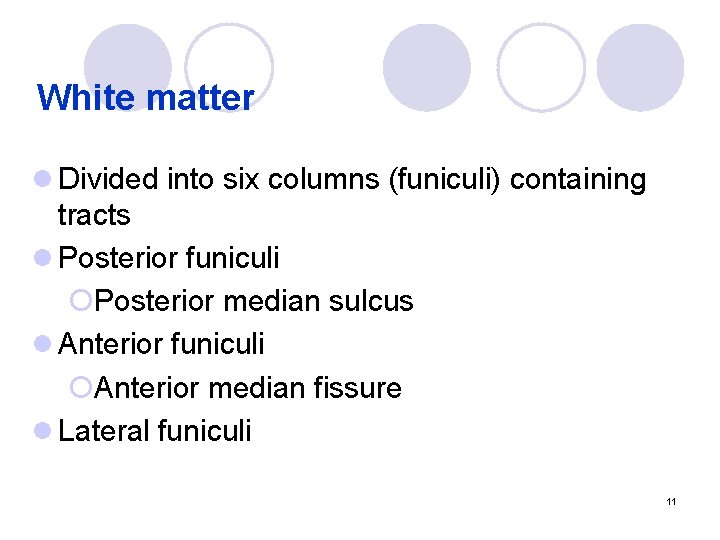 Spinal Cord Human Reflex 1 Gross Anatomy of