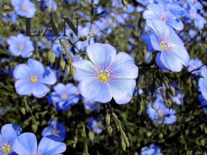 LAN I KONOPLJA LAN ISTORIJAT GAJENJA LANA Lan