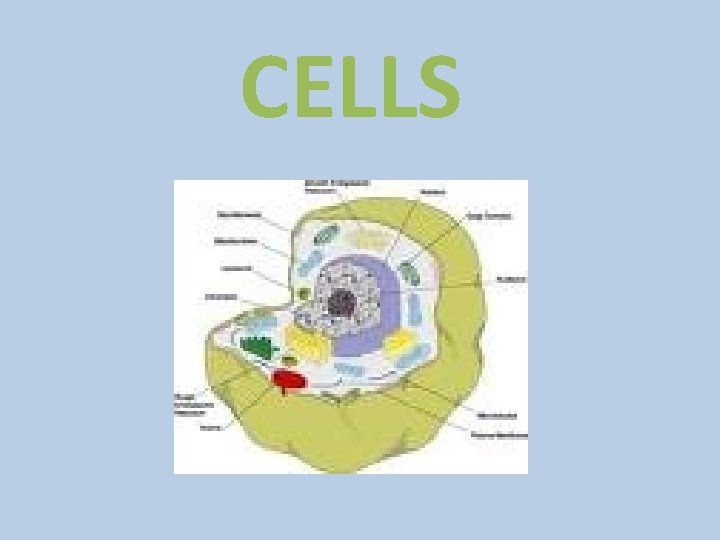 CELLS The Cell The cell is like a
